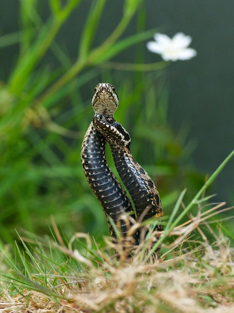 Matt's Photos: Dance of the Adders: 2014