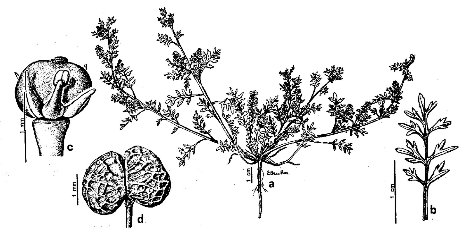 Malezas Comestibles: Mastuerzo