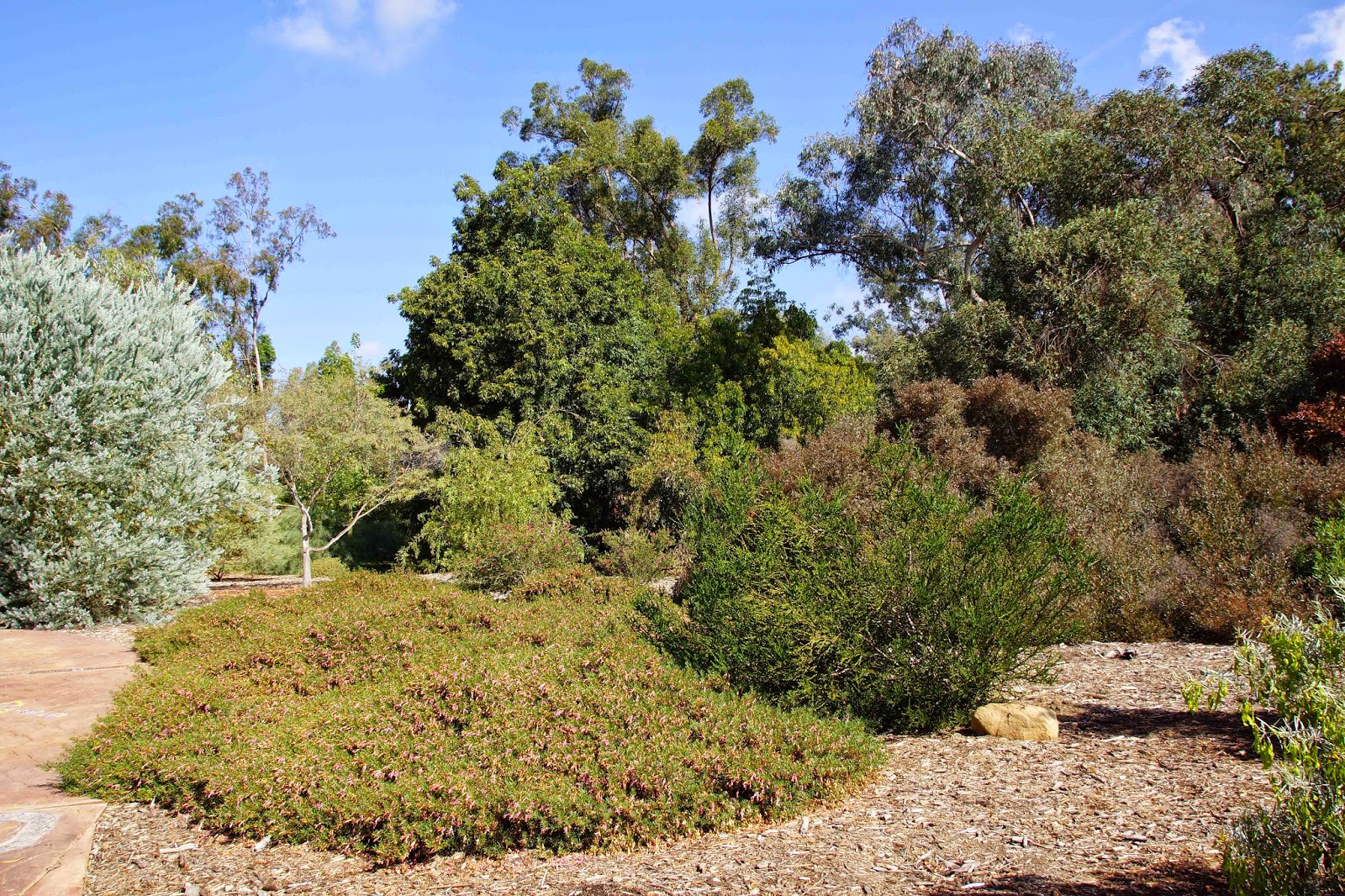 LA Arboretum's Australian Forest