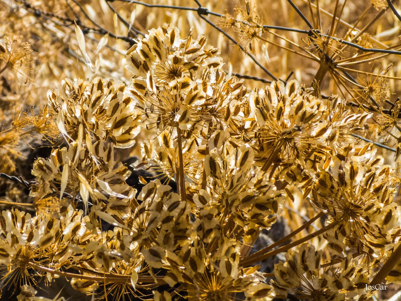 Las fotos de JosCar: 20171007 - DC - Ruta de Mohino a Algallarin y Adamuz