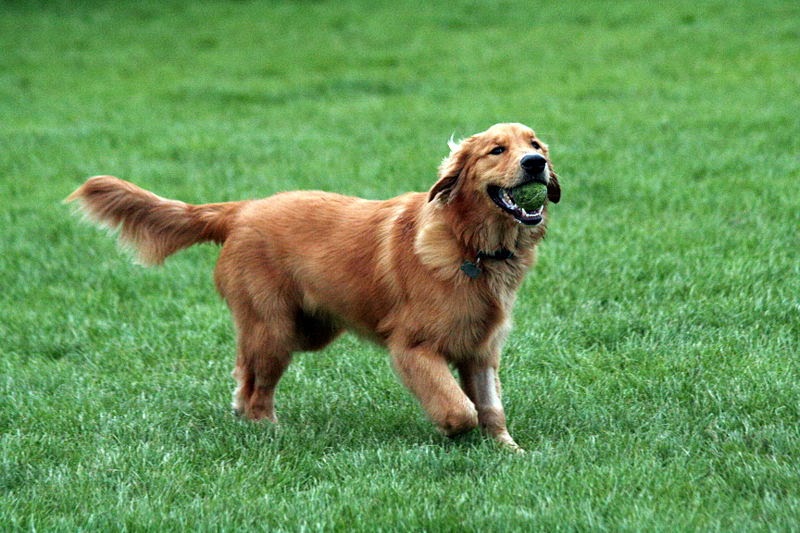 razas de canes: razas de canes: golden retrievers