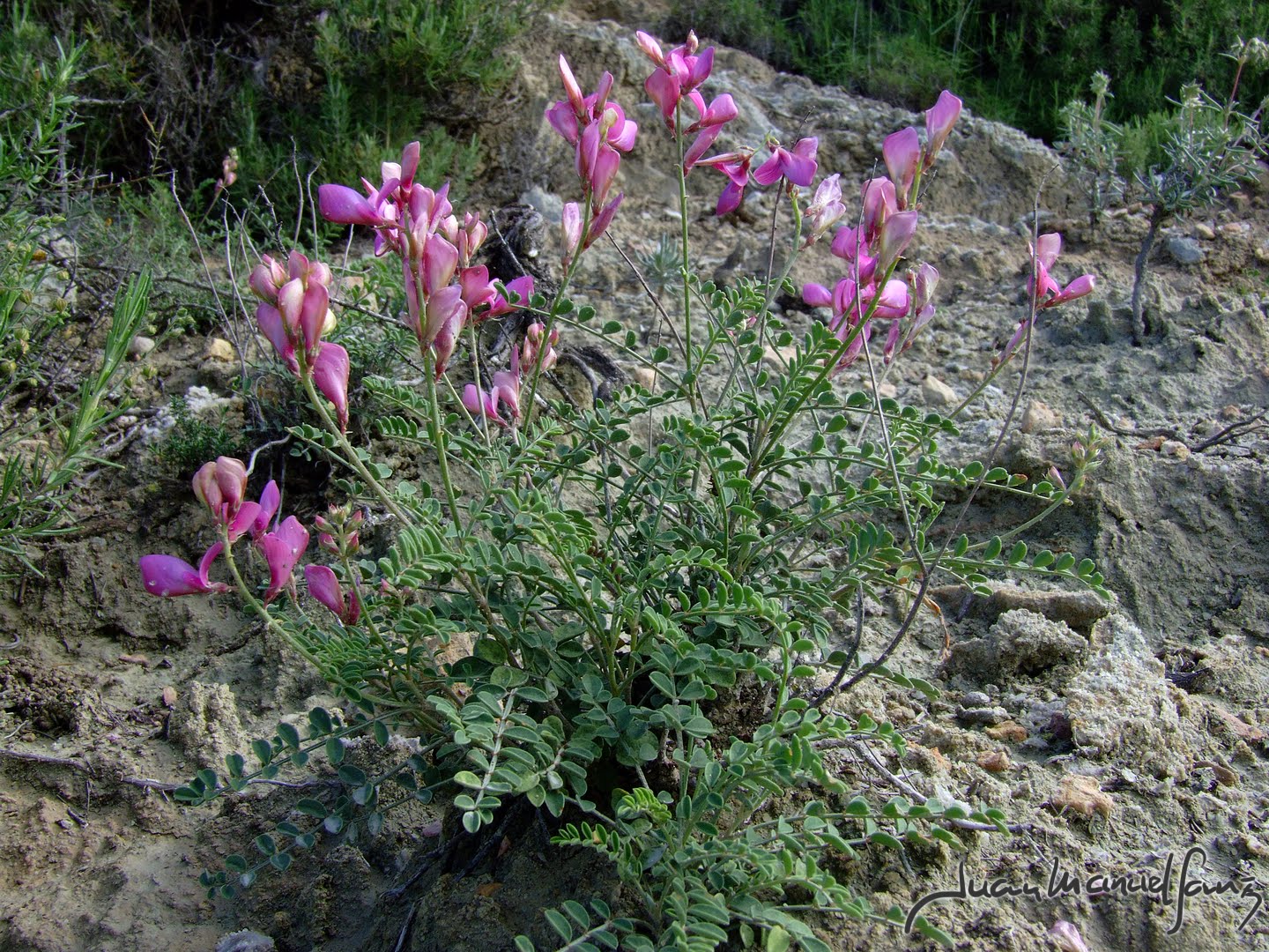 rocayflor: Flora del Somontano de Barbastro. Lauraceae - Leguminosae