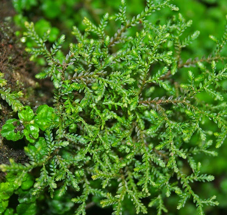 Satria buah: Diskripsi Selaginella ciliaris. (paku lumut/ paku rambut)