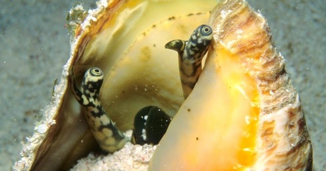 The Right Blue: A Queen Conch snail, giving us the eye