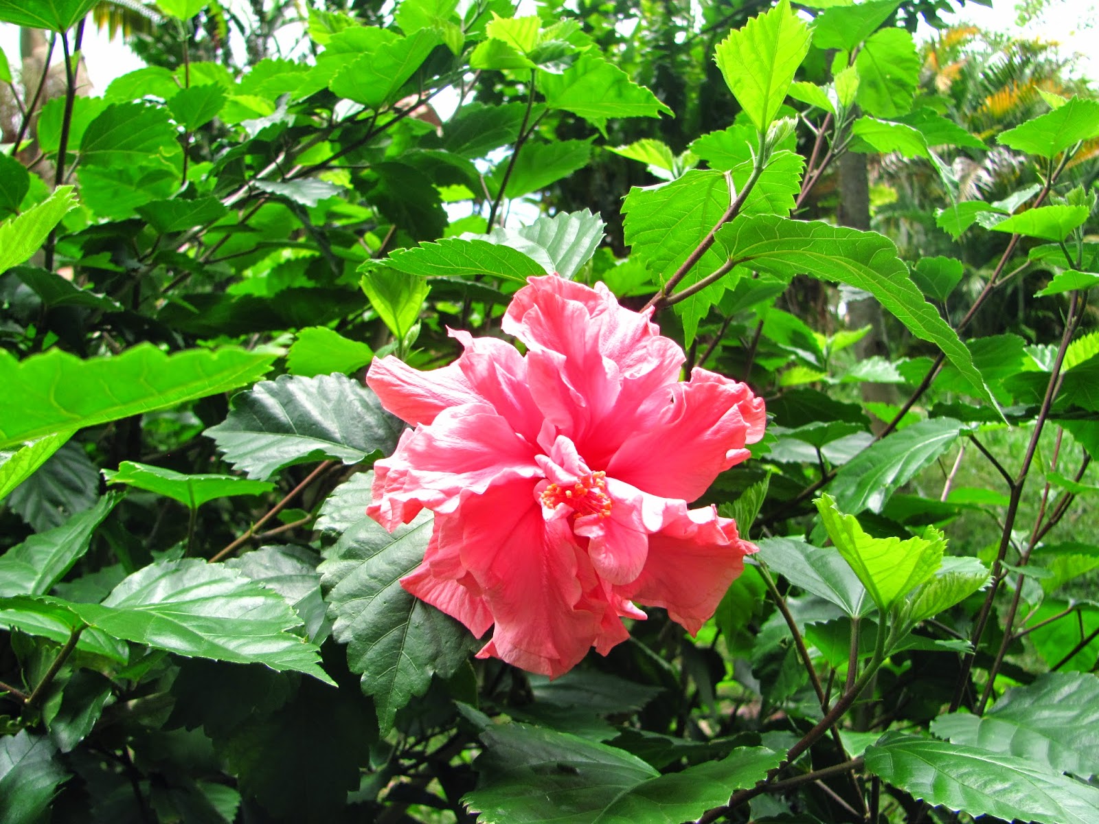 FAUNA Y FLORA DE COLOMBIA