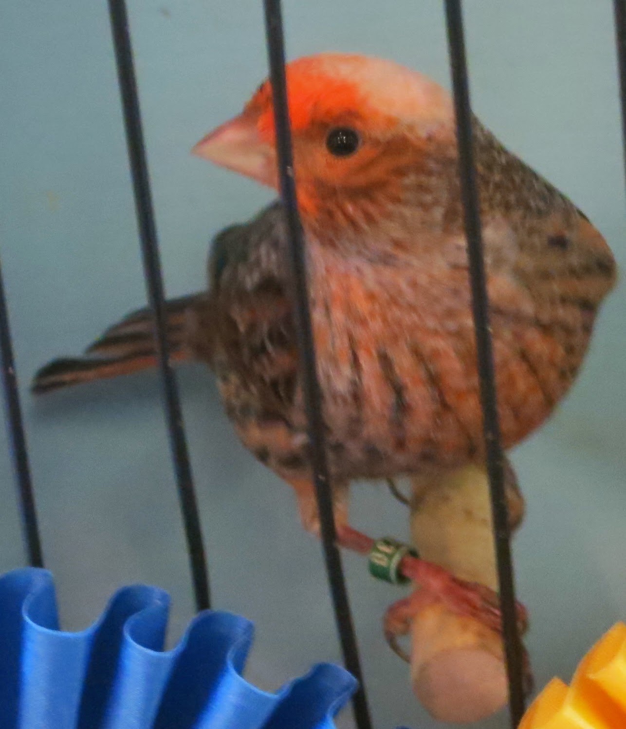 Canary Tales: Florida Canary Fanciers Part 7 More Lovely Top Bench Type ...