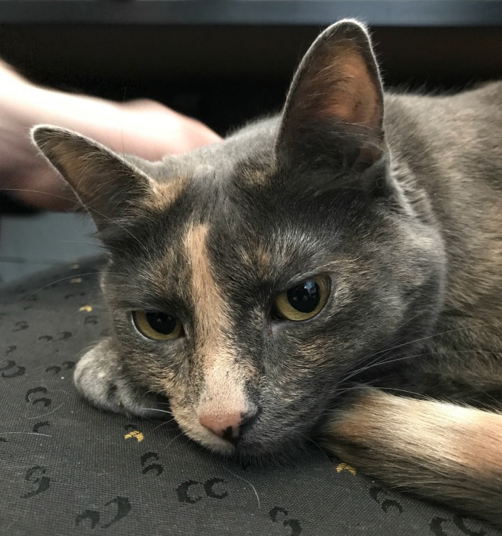 Cat Sushi - A Delicious Treat That Will Have Your Cats Meowing For More ...