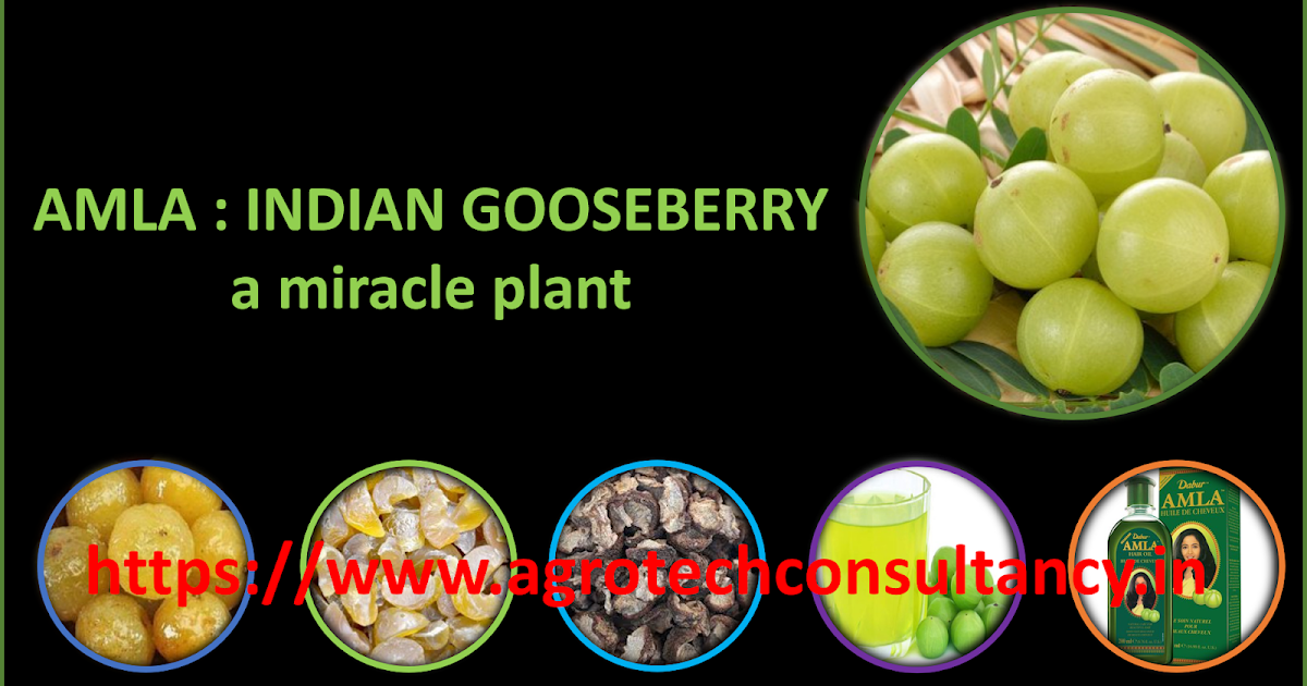 MEDICINAL AND AROMATIC PLANTS: Amla is a miracle plant
