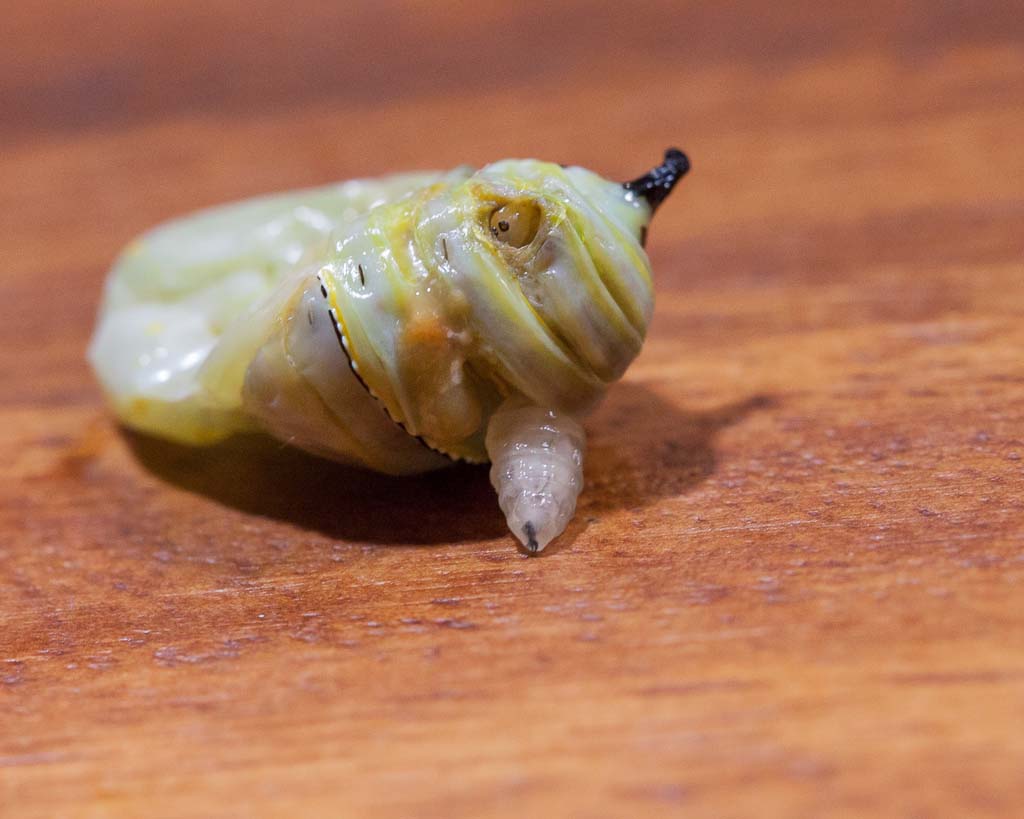 Springfield Plateau: Monarch Parasitoid Tachinid Flies
