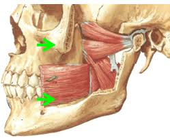 ARTICULACION TEMPOROMANDIBULAR: MUSCULOS DE LA ATM