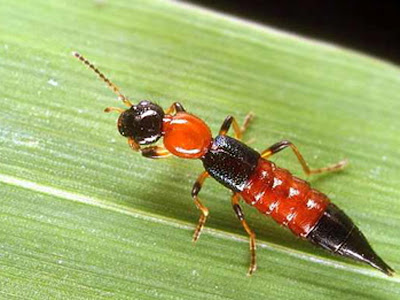 ILER: Tomcat | Obat Gigitan Tomcat