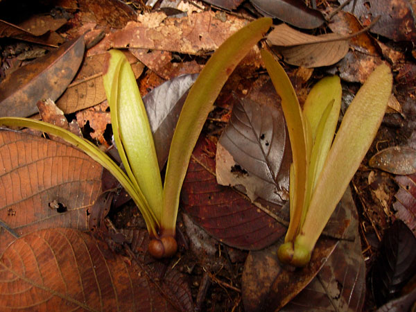 Treasures of Nature: The Wind Tales