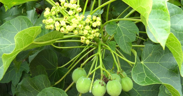 MENGENAL TANAMAN JARAK PAGAR DAN MANFAATNYA | Suka Membaca Novel