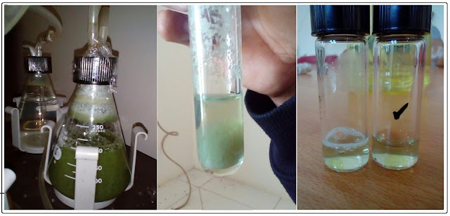 DWI NURTERTO: Perbanyakan Trichoderma sp. Dalam Media Cair dan Produksi ...