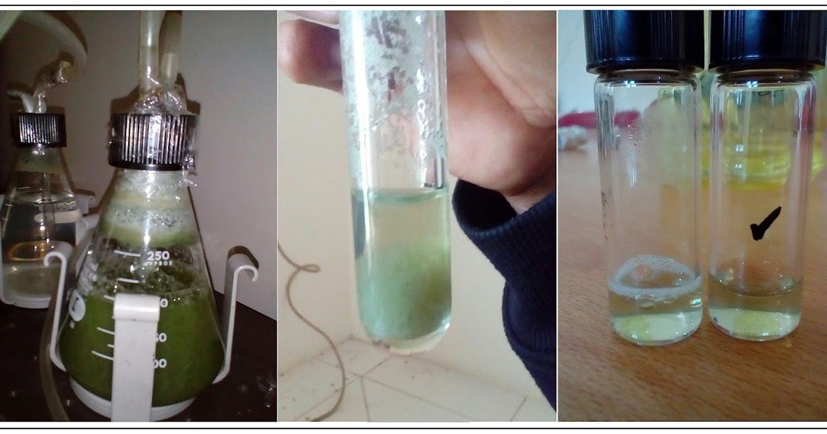 DWI NURTERTO: Perbanyakan Trichoderma sp. Dalam Media Cair dan Produksi ...