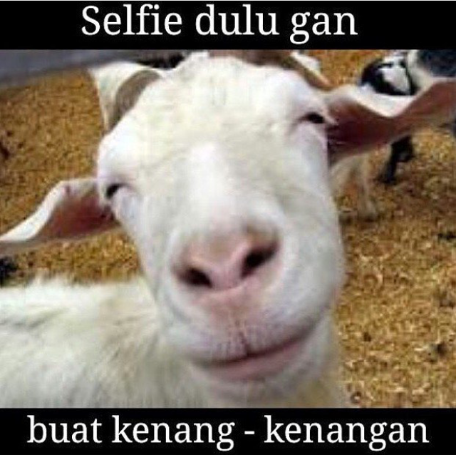 20 Meme 'Pesan Terakhir Kambing & Sapi' Ini Ceriakan Idul Adhamu