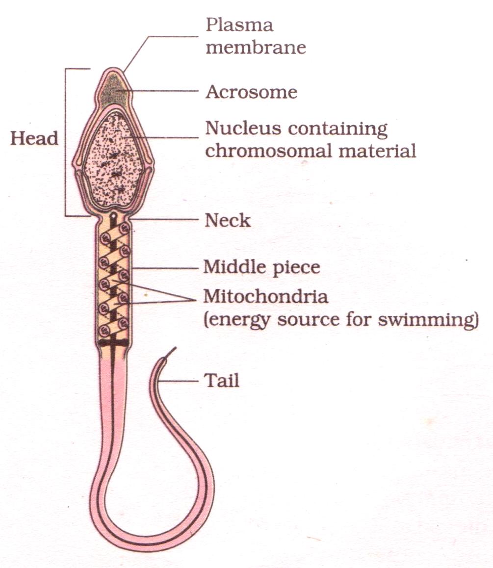 NCERT Solutions for CBSE 12th Biology - Chapter 3, Human Reproduction ...