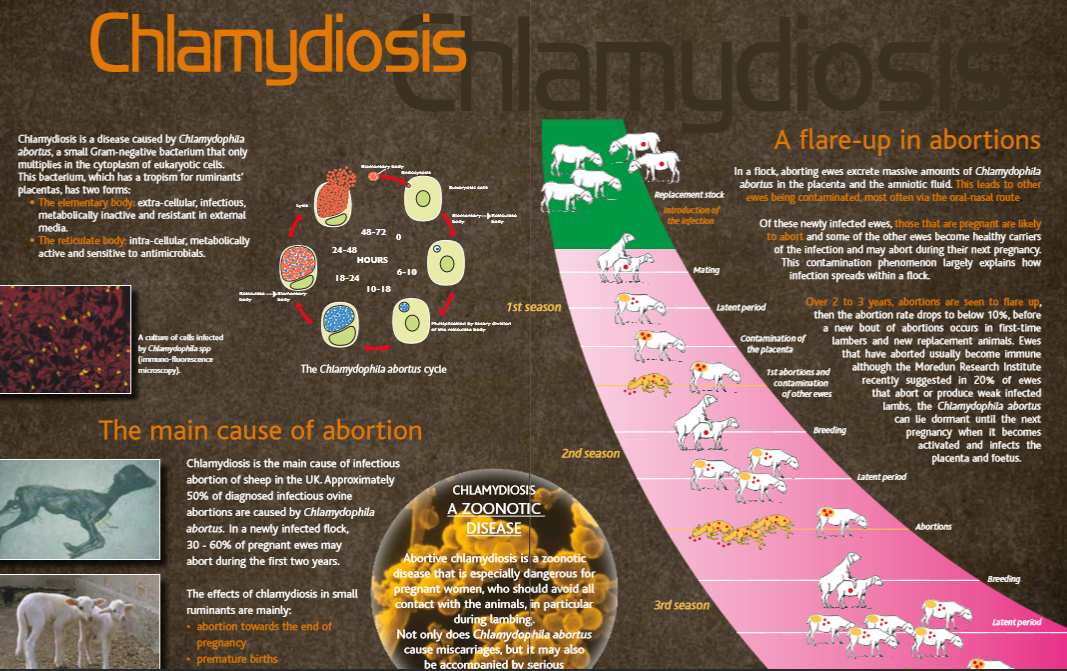 Chlamydial Abortion/Enzootic Abortion in Ewes (EAE - Vet in Training