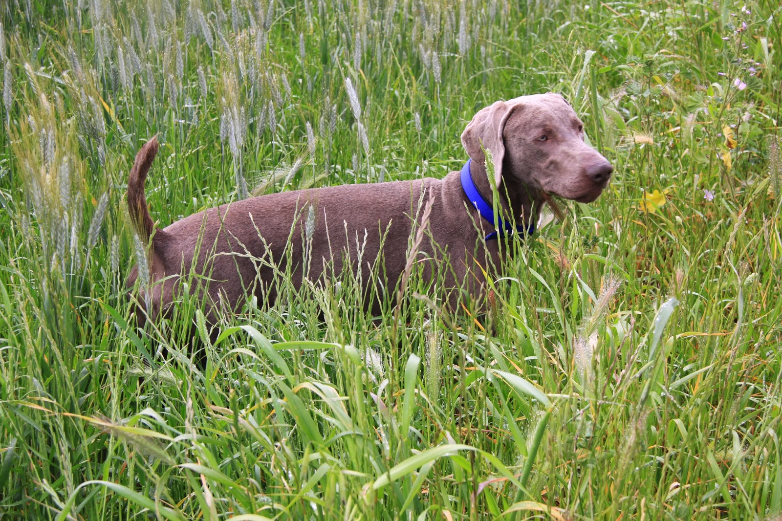 "Peter Panes" 50 años.: PORSHAS EN ALGAR.