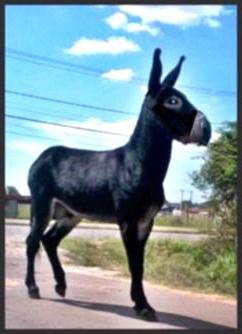 Blog do Wille Bathke Jr: O Burro Preto de Campo Mourão - 13