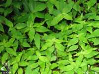 Olodumare: Hierbas de Obatalá