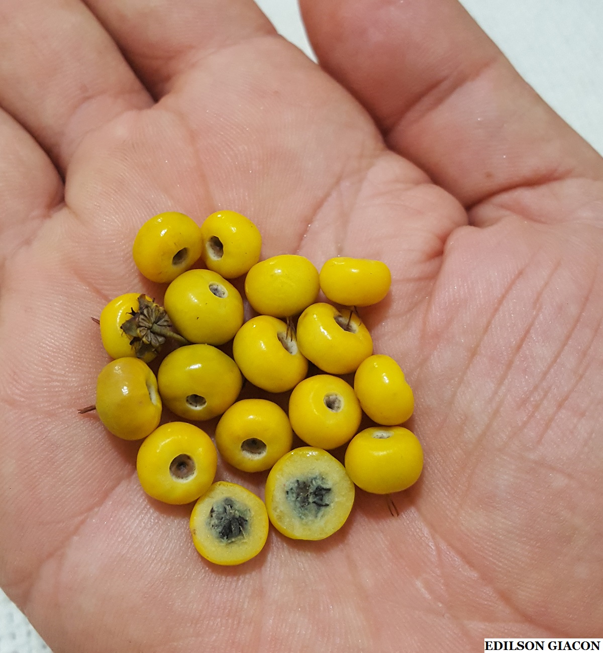 Viveiro Ciprest - Plantas Nativas e Exóticas: Murici do Campo ...