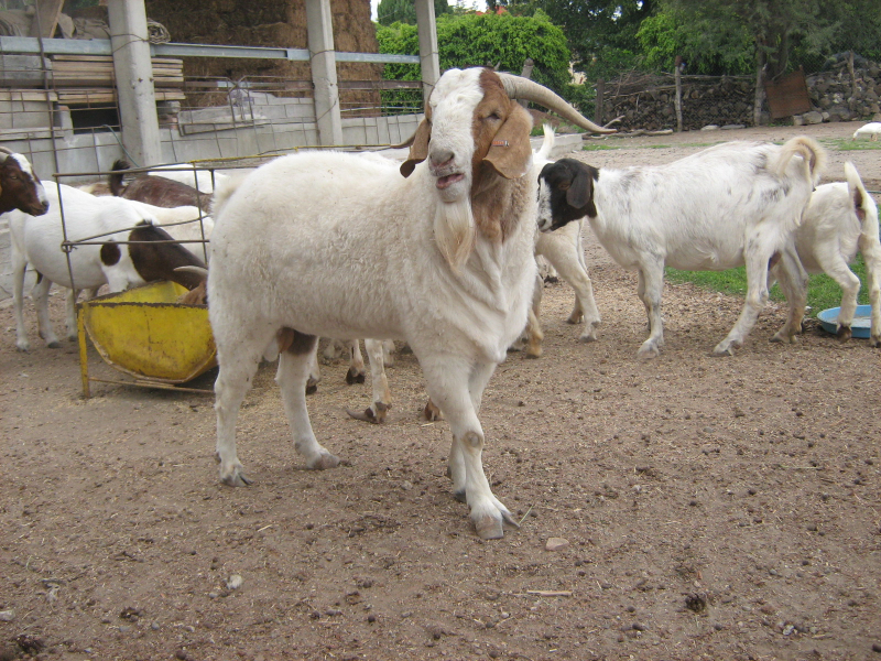 Criadero de Chivos Boer
