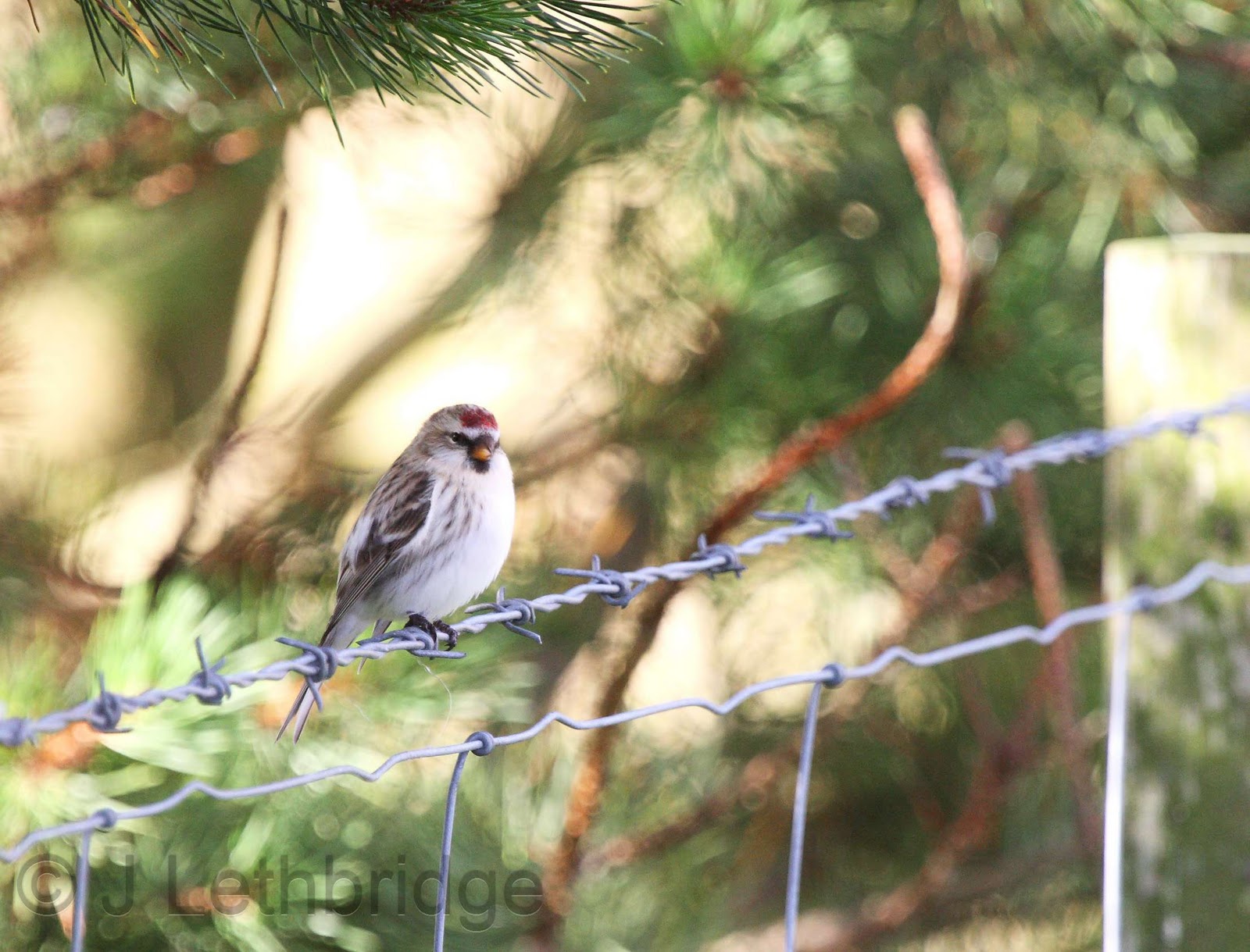 Wanstead Birder: More of the Arctic-type Redpoll