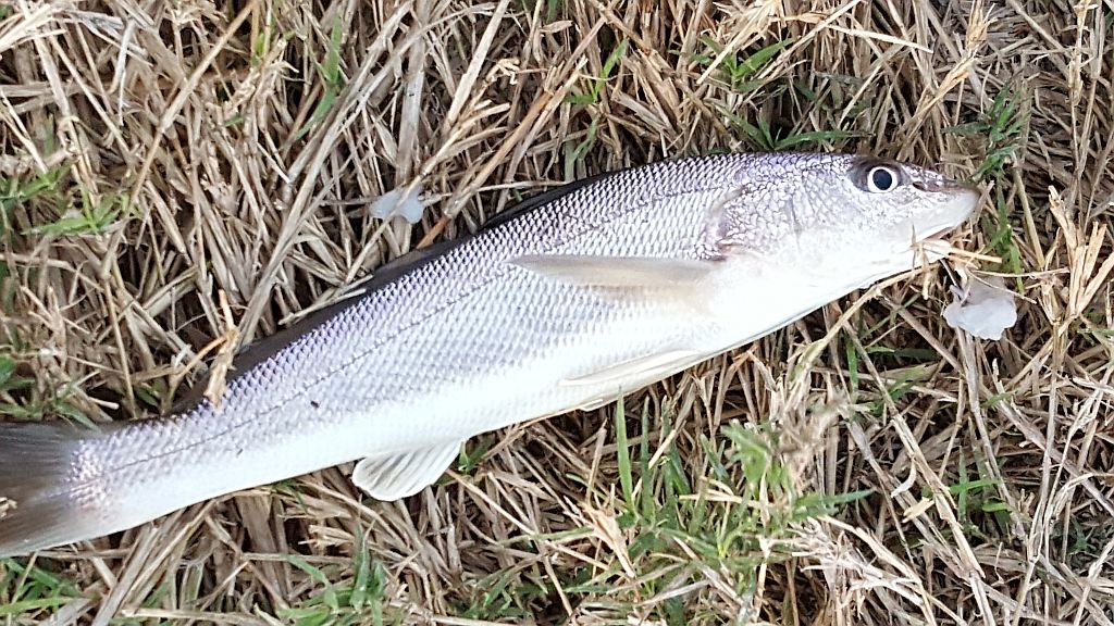 Mosquito Lagoon & Indian River Fishing: Croaker In The River