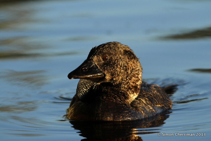 iNSiGHT News: Musk Ducks
