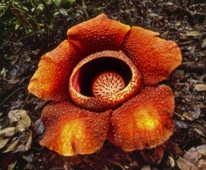 SEMEKAR RAFFLESIA: RAFFLESIA@BUNGA PAKMA
