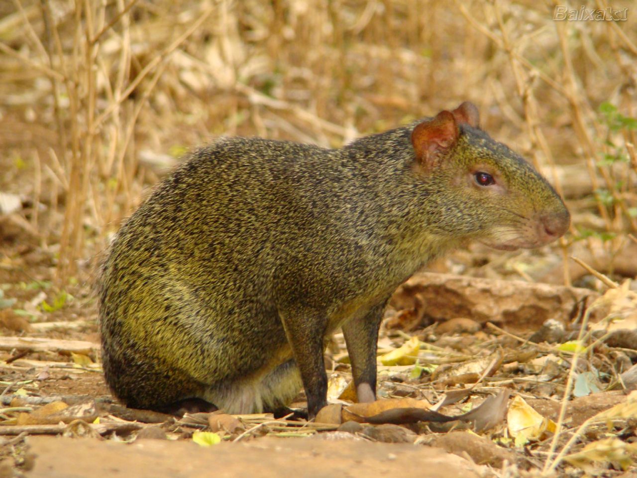 Emporium de Notícias: Tamanho de Cutia não é documento!!