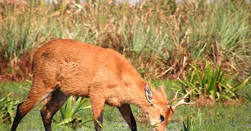 EL MAJESTUOSO RIO PARANA: FAUNA DEL DELTA DEL PARANA