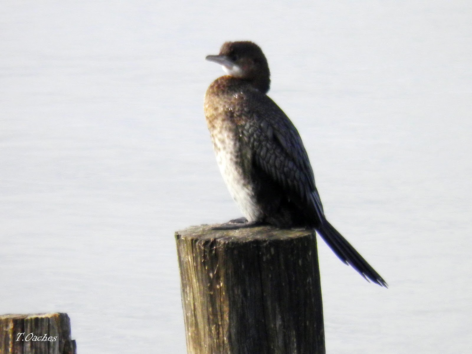 PASARI DIN ROMANIA: CORMORAN MIC, Microcarbo pygmeus