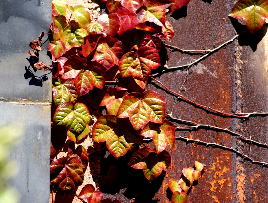 A photo, A thought............: Plant: Boston ivy through the seasons