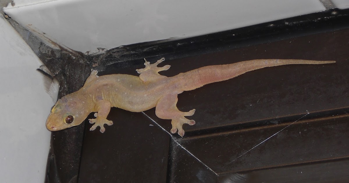 House Gecko In Vietnam