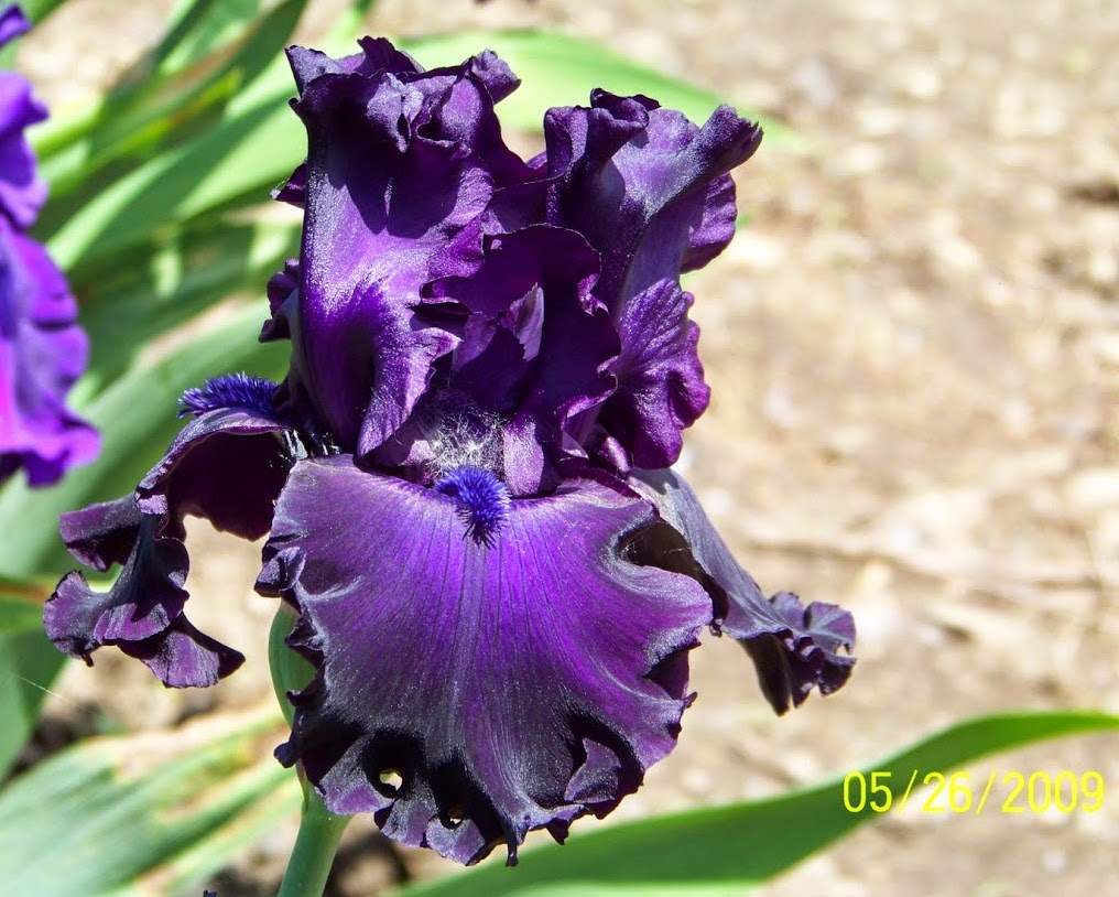 World of Irises: TALL BEARDED IRIS, MY FAVORITE "BLACK" IRISES