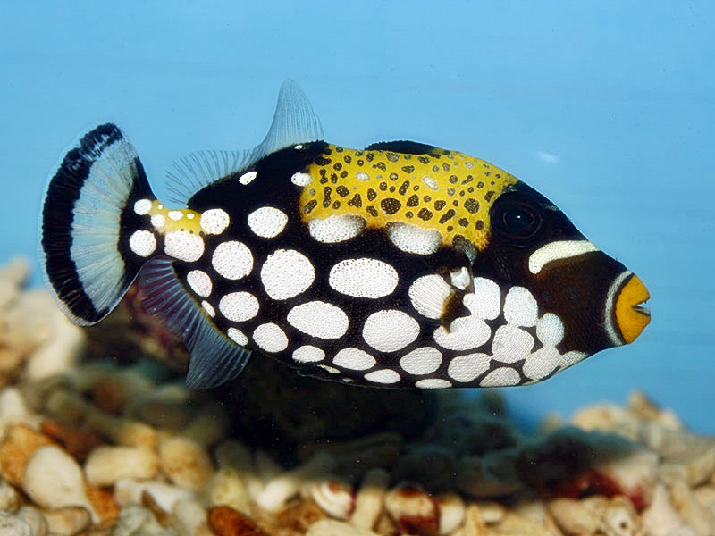 Ikan Clown Triggerfish ~ Dunia Air