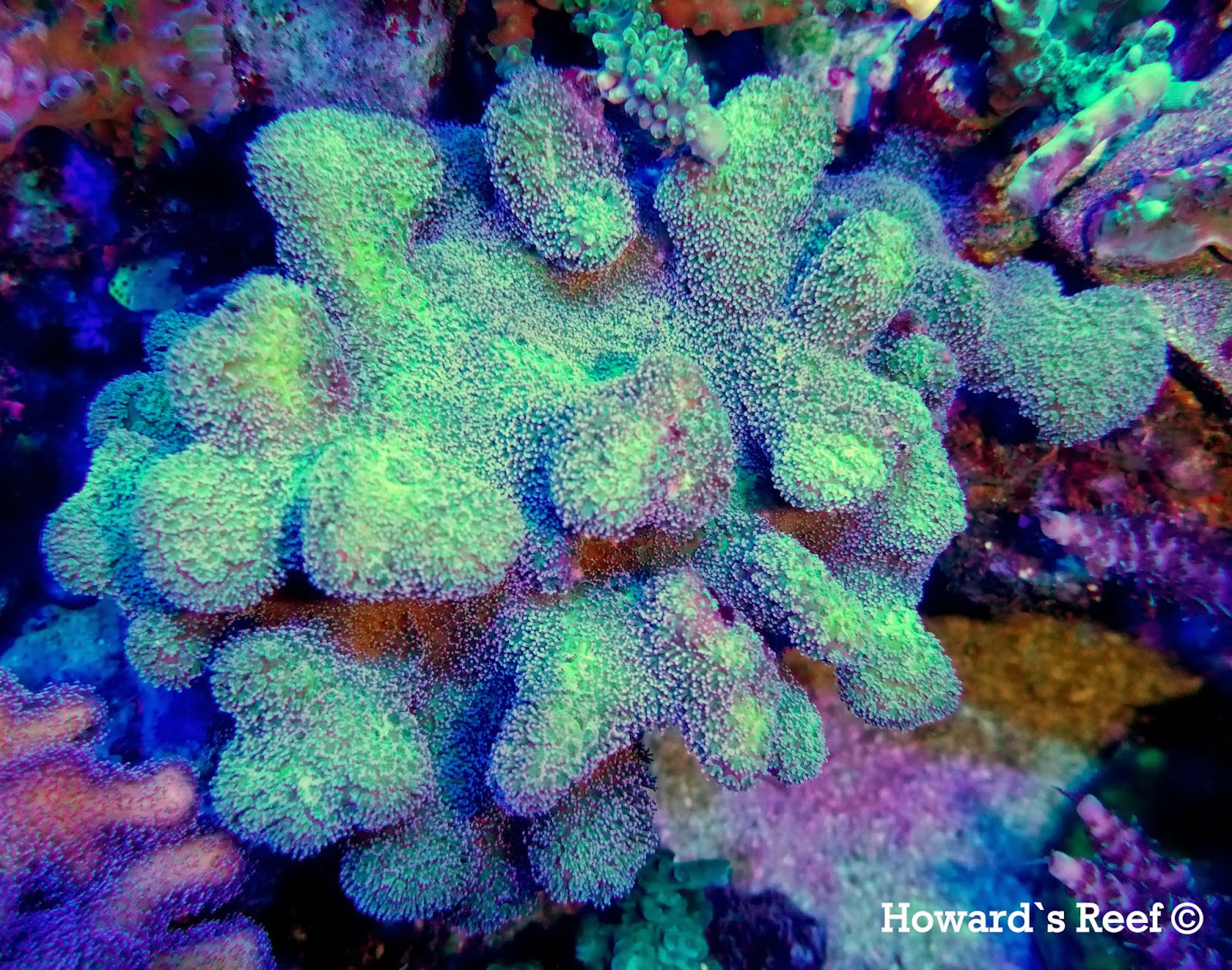 Howard`s Reef: I really admire Stylophora Corals!