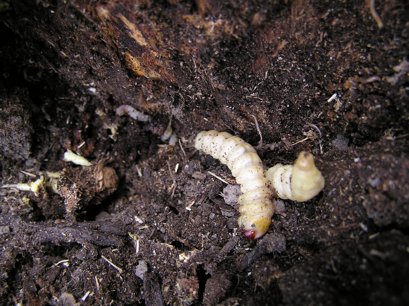 Montana Wildlife Gardener: Essentials for your pollinator garden: sap ...