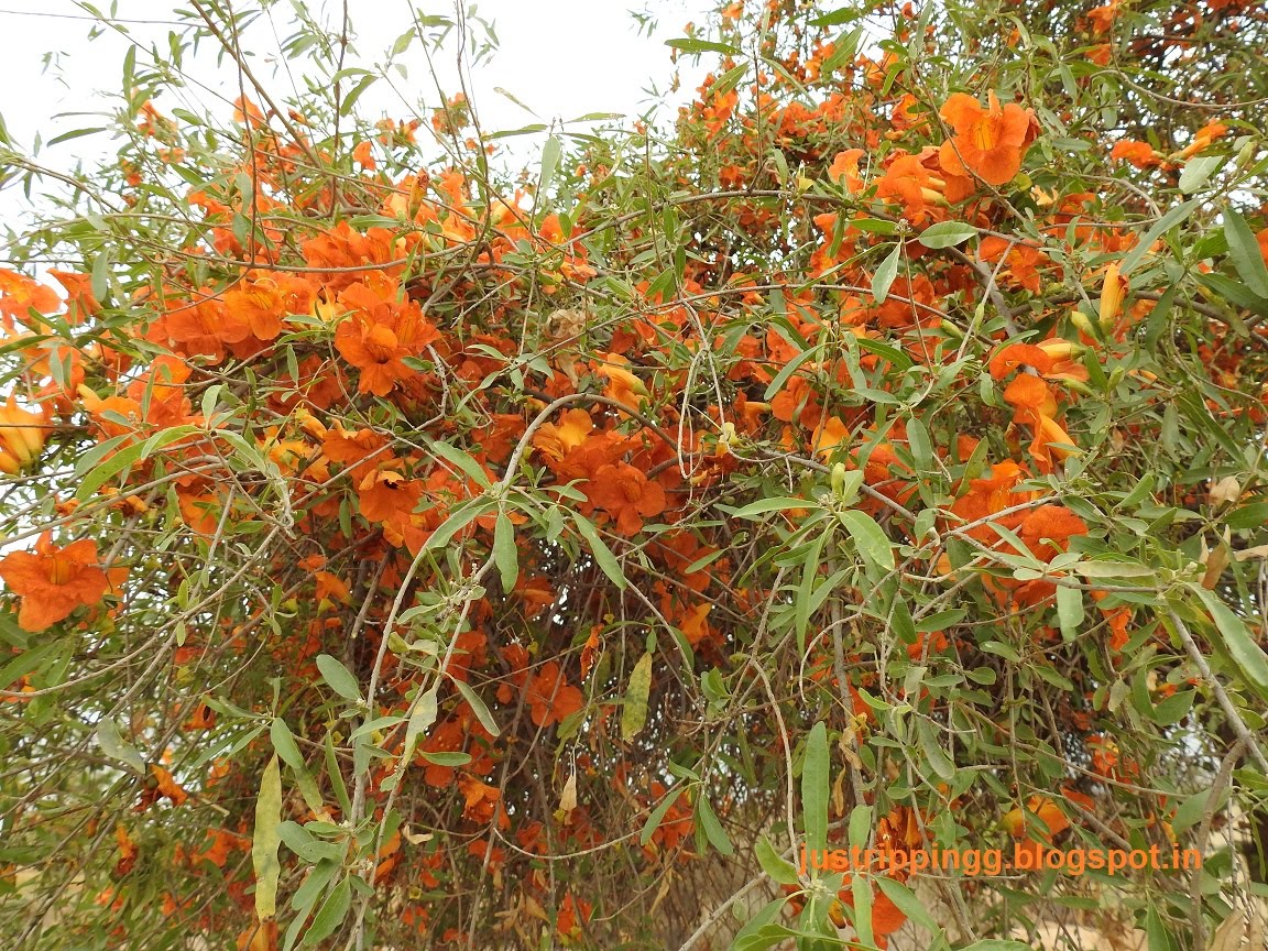 Just Tripping!: Roheda – The Dream in the Desert