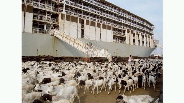 SomaliCare: Arrival of Somali sheep to cut prices
