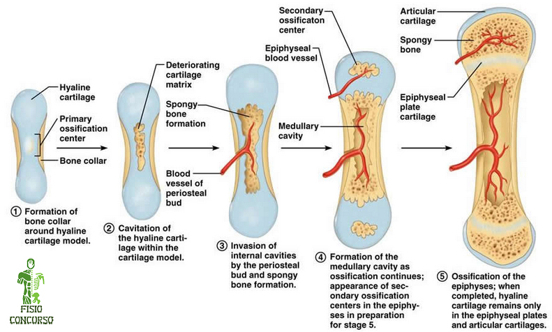 Ossos - Cinesiologia Estrutural | Fisio Concurso