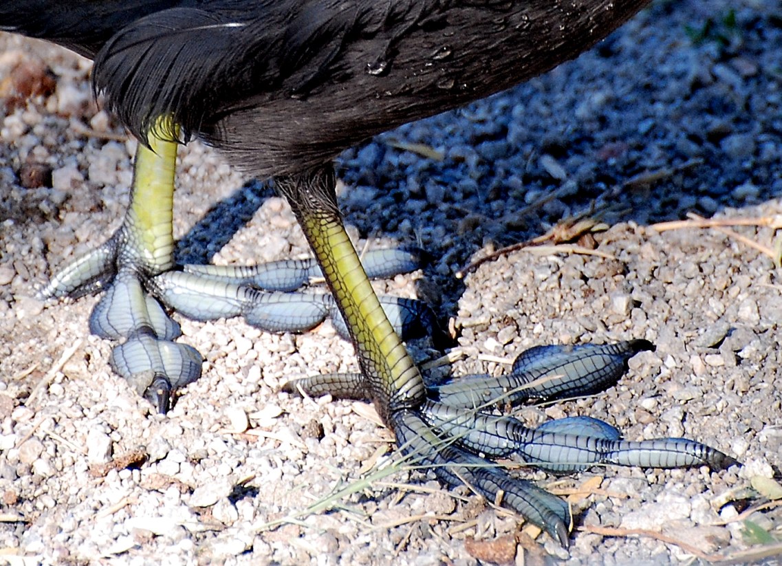 Birding Is Fun!: Birding is Fun Wherever You Are