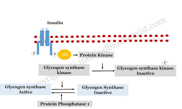 Glycogen synthesis and Breakdown Pathway: Biochemistry, Microbiology