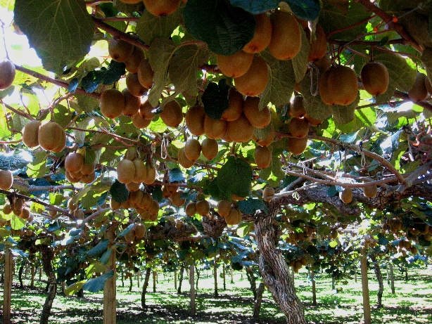 BLOG DO FARINA: FOTO PLANTIO DE KIWI