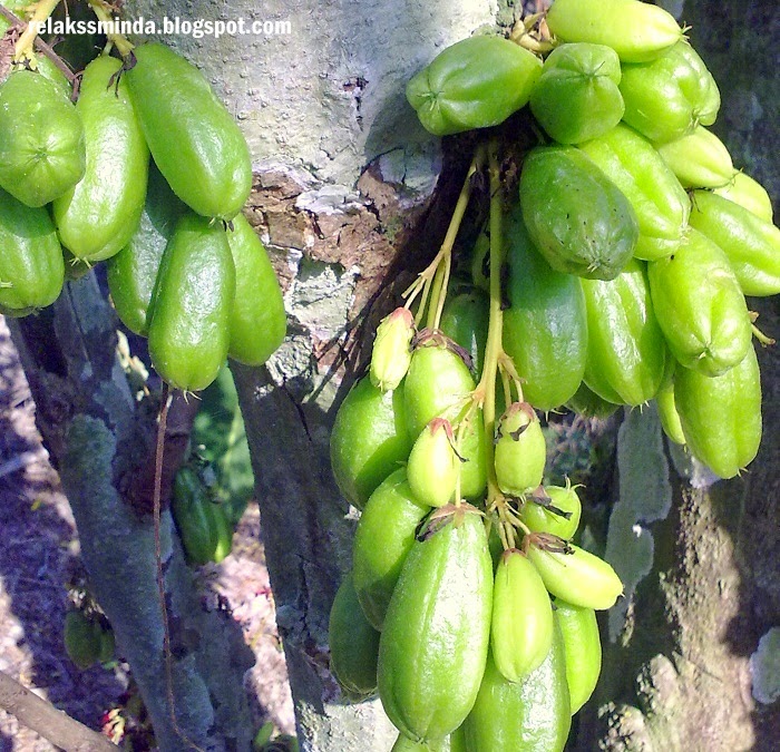 Kisah Asal Usul Belimbing Buluh - Relaks Minda