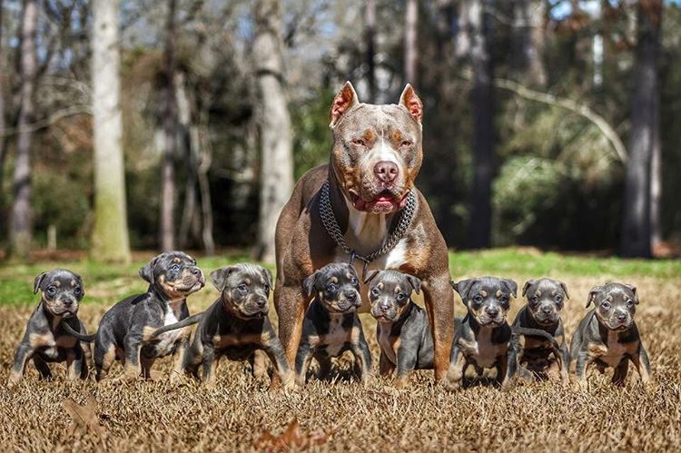 A pit bull named "Marvel" and small fighters - My Interests