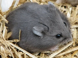 PuRpLe viOLet: the campbell hamster