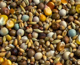 Getting the Best Pigeon Food | Pigeons Palace